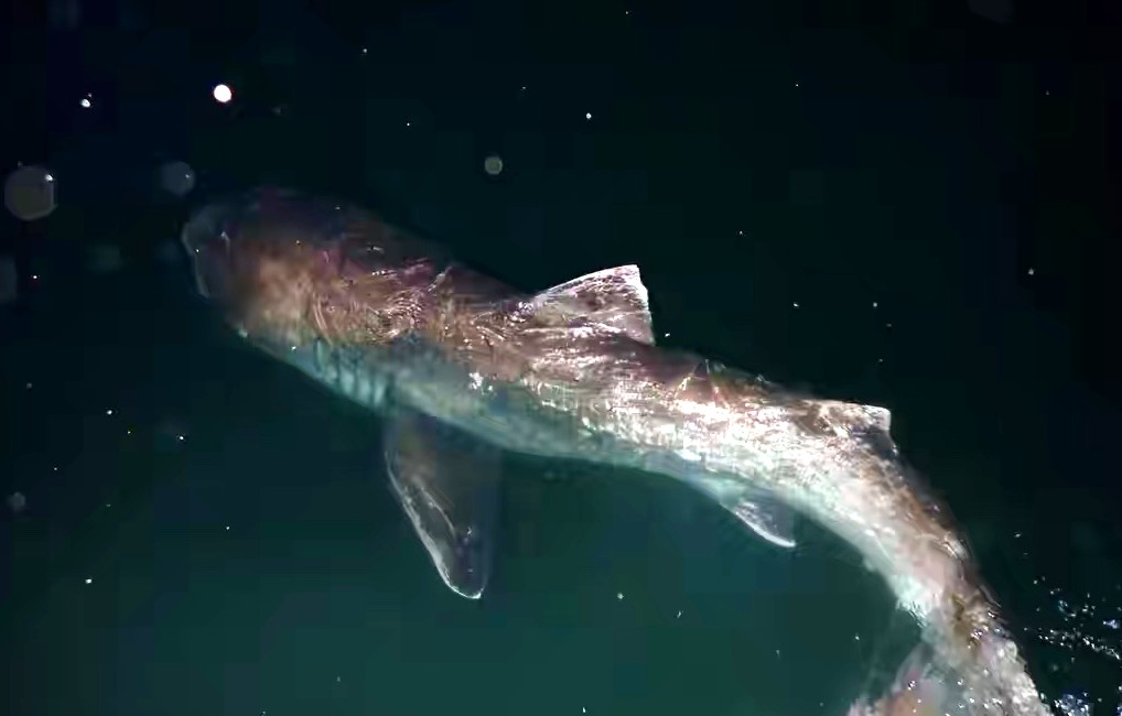 The reason why the giant deep-sea fish suddenly landed at a Japanese ...