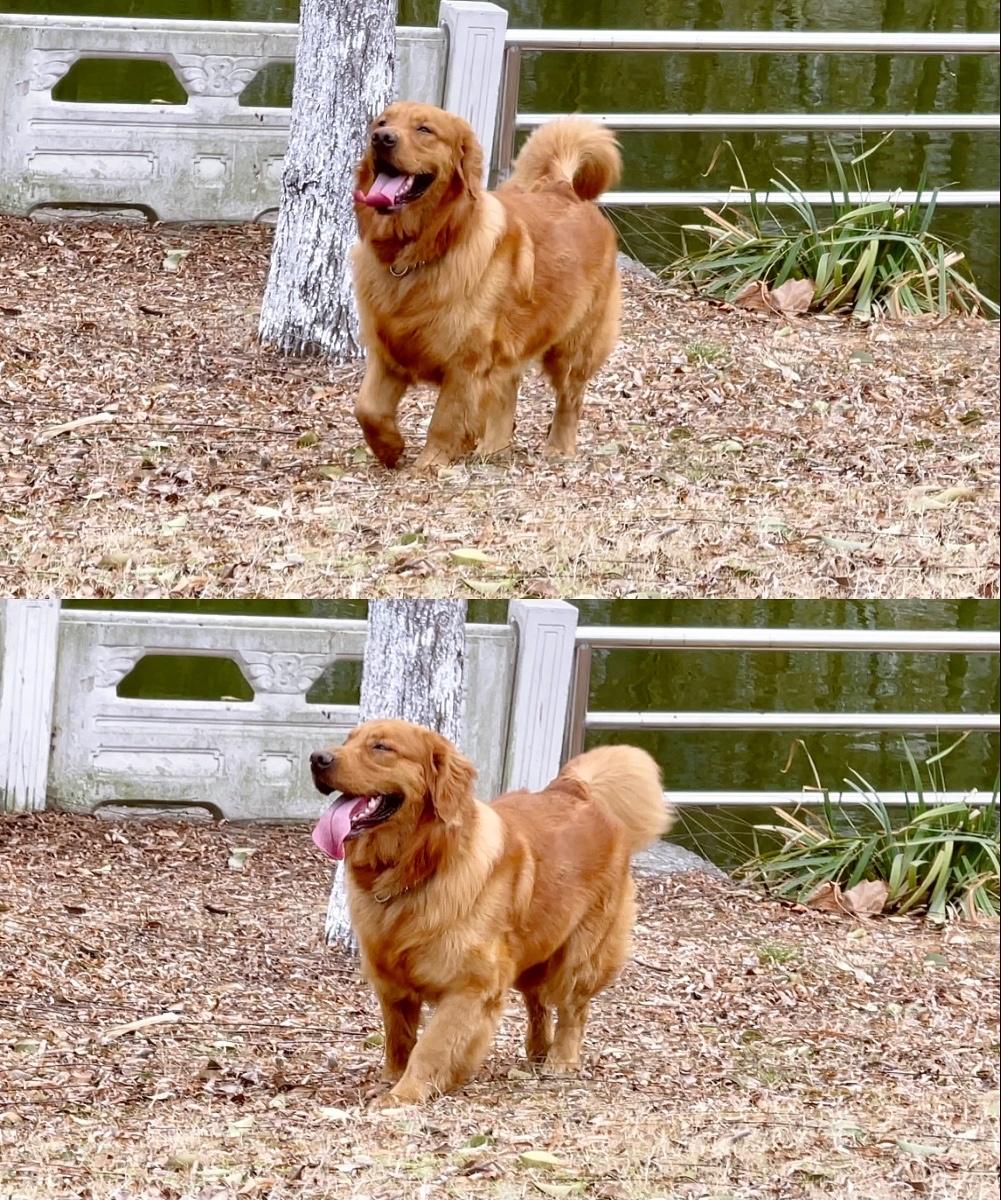 The whole network is angry!The dog died tragically during the ...