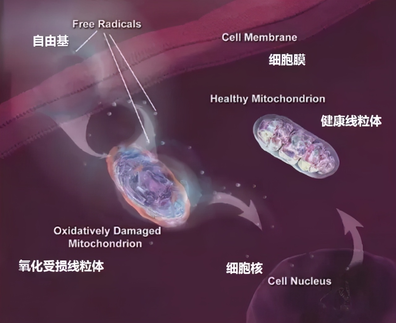 Replace the "human body engine"?After transplanting "young mitochondria ...