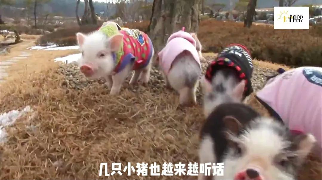 Raising a pet pig makes 14 domestic pigs clever - iNEWS
