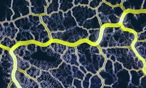 Slime mold can remember the location of food and plan a reasonable ...