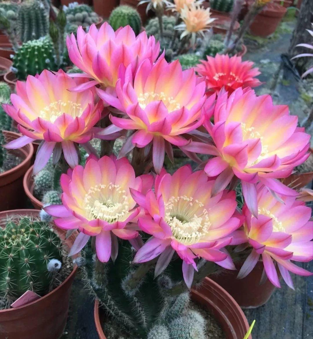 The cactus has a knack for urging flowers. Leave some water in these ...