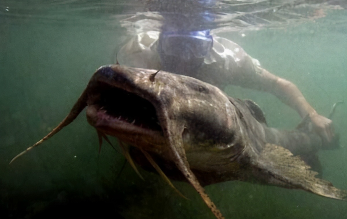 The largest catfish species in the world: Six-bearded giant catfish ...