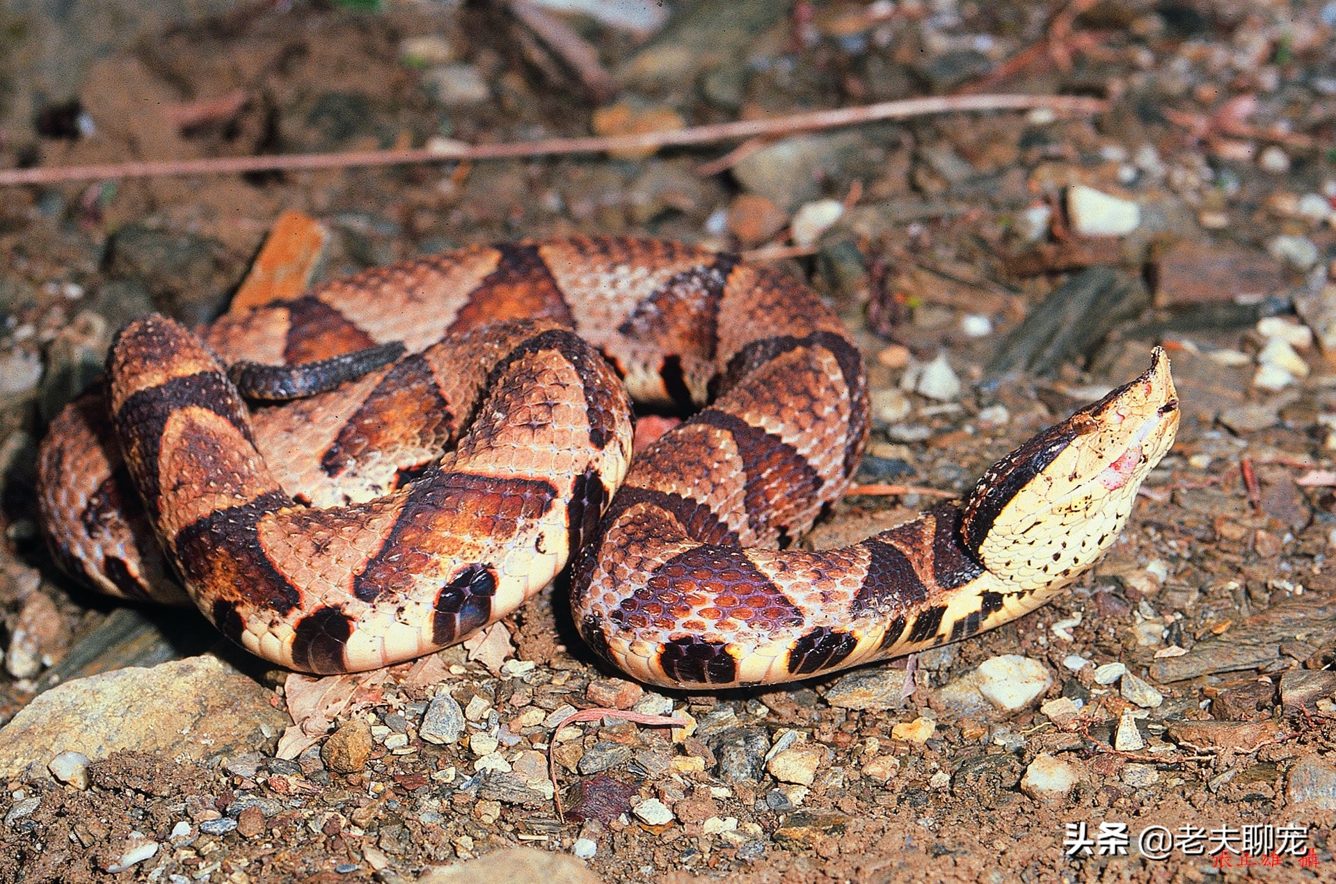 Is bitten a non-venomous snake? In fact, it is as poisonous as the ...