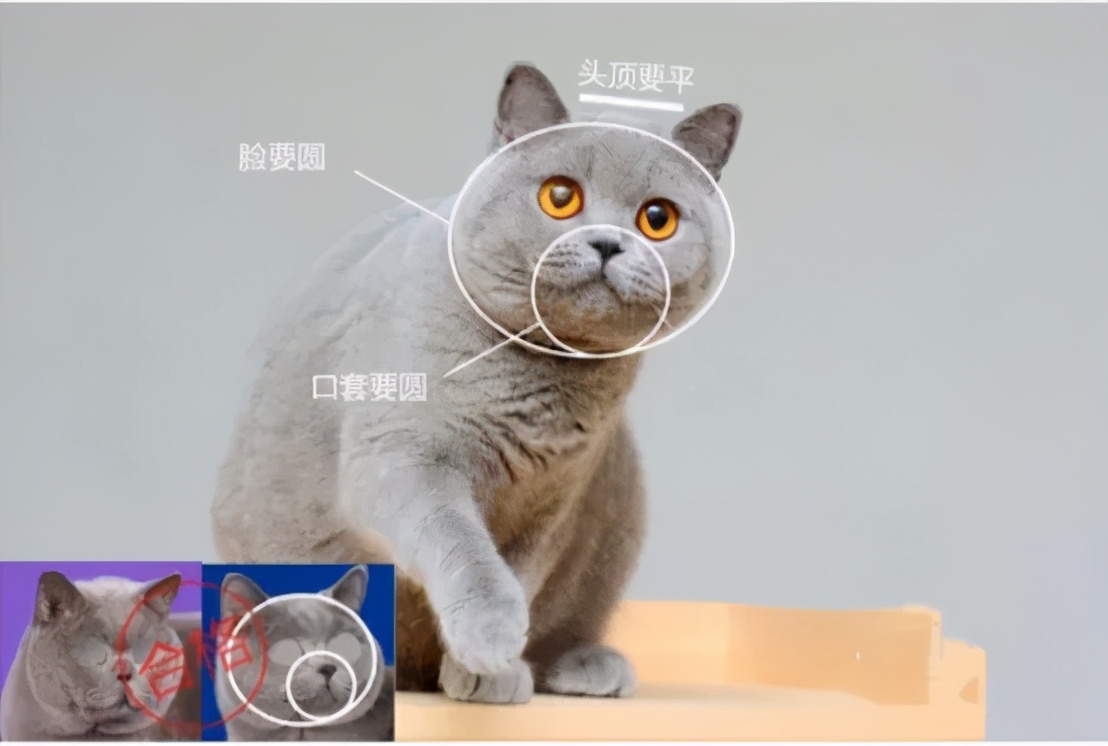 How to judge the appearance of "British Shorthair"?Will look at these ...