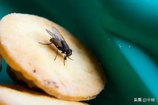 Why would a fly twist its head off to play?How long can headless flies ...