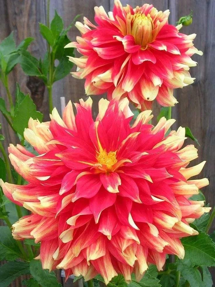 "Plant 4 flowers in front of the door, rich and prosperous", which ...