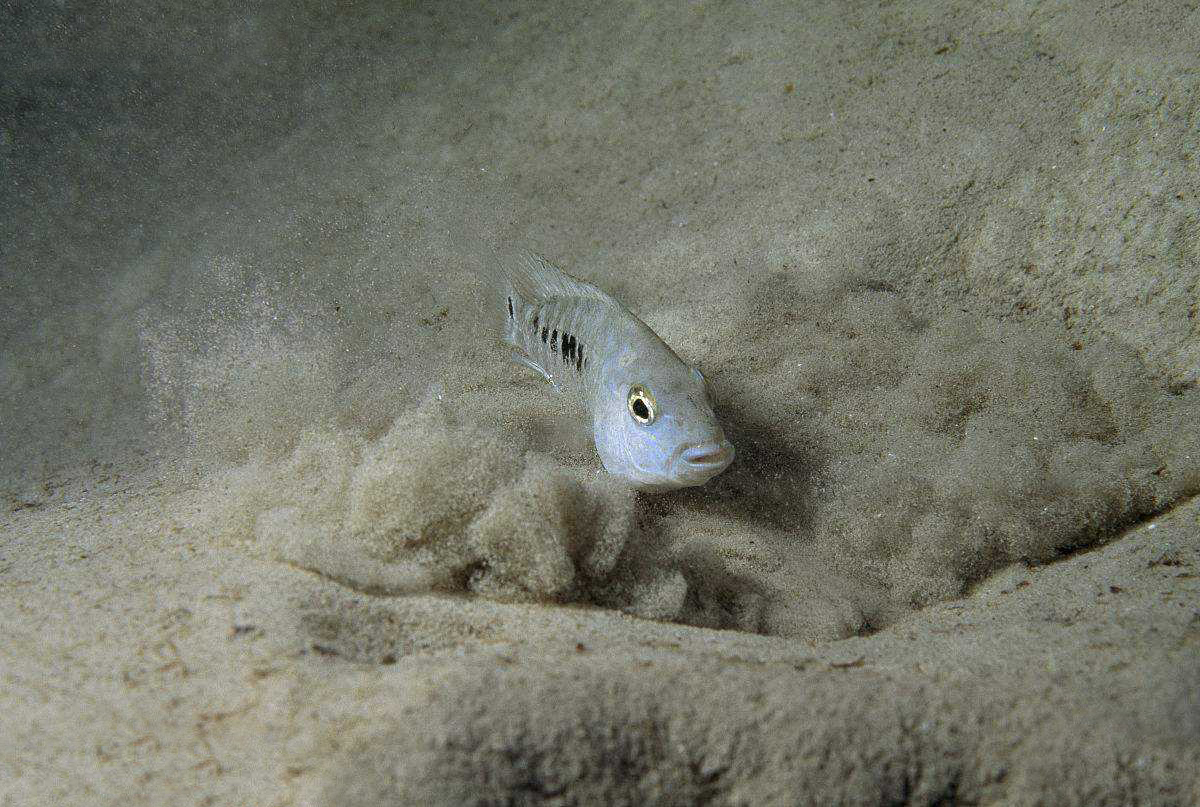 There are only 38 desert fishes left, but dare not to move them out of ...