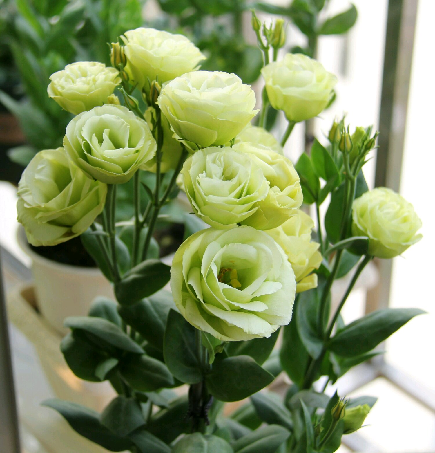 balcony potted "new favorite"-Yangquas, known as "non-rose rose", look ...