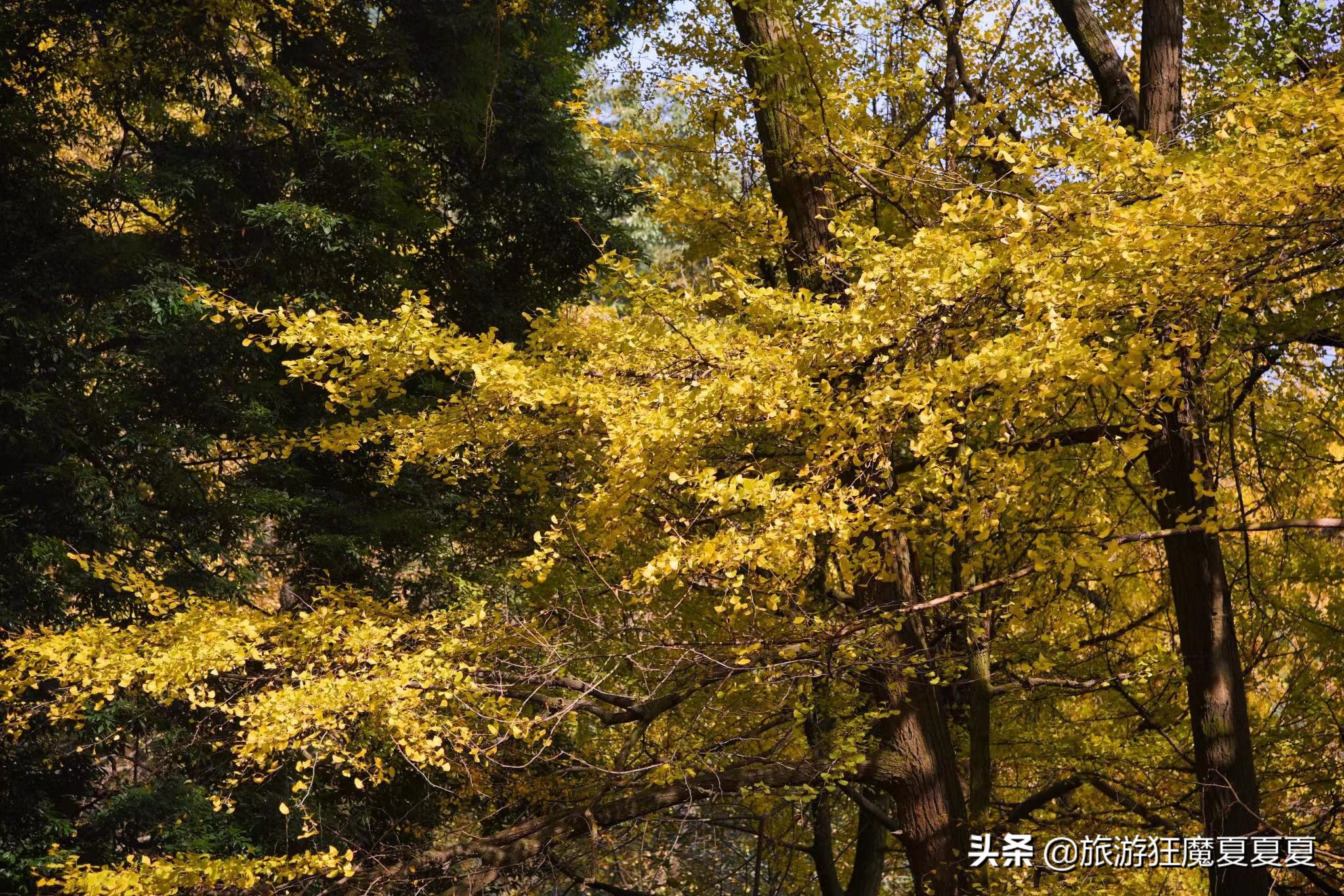 The beautiful ginkgo forest around Chengdu, with nine "Nine-child ...