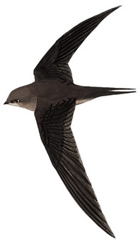 The speed is up to 350 km/h, the legendary "footless bird", the fastest ...