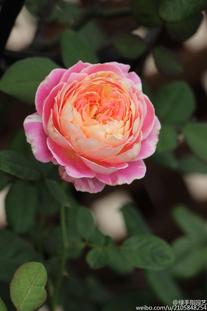 Let's grow a rose "Mei Mei" on the balcony. When the flower blooms, it ...