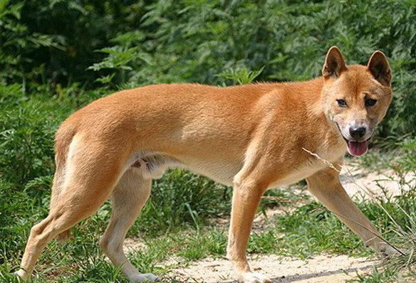 Dingo: a "wild dog" that looks like a rhubarb - iNEWS