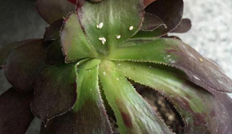 There are routines to solve the succulent scale insects. These 4 ...