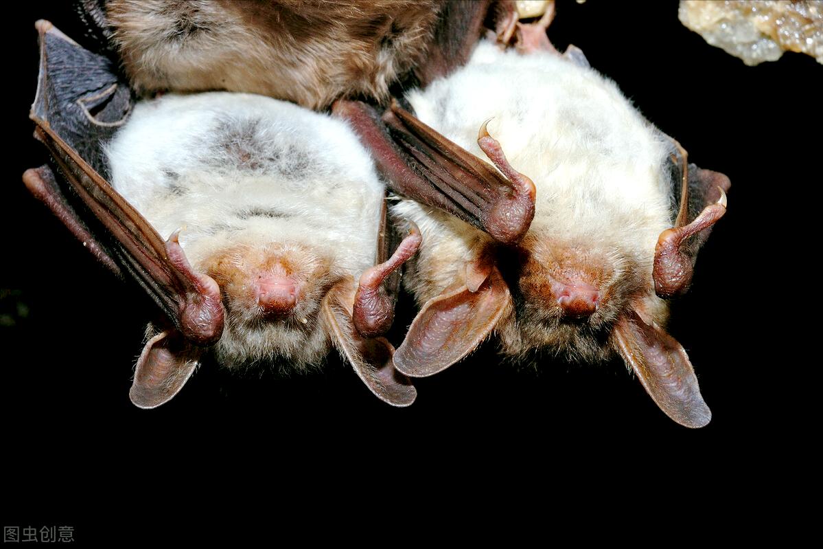 Too long?Dare to eat bat meat that carries more than 90 deadly viruses ...