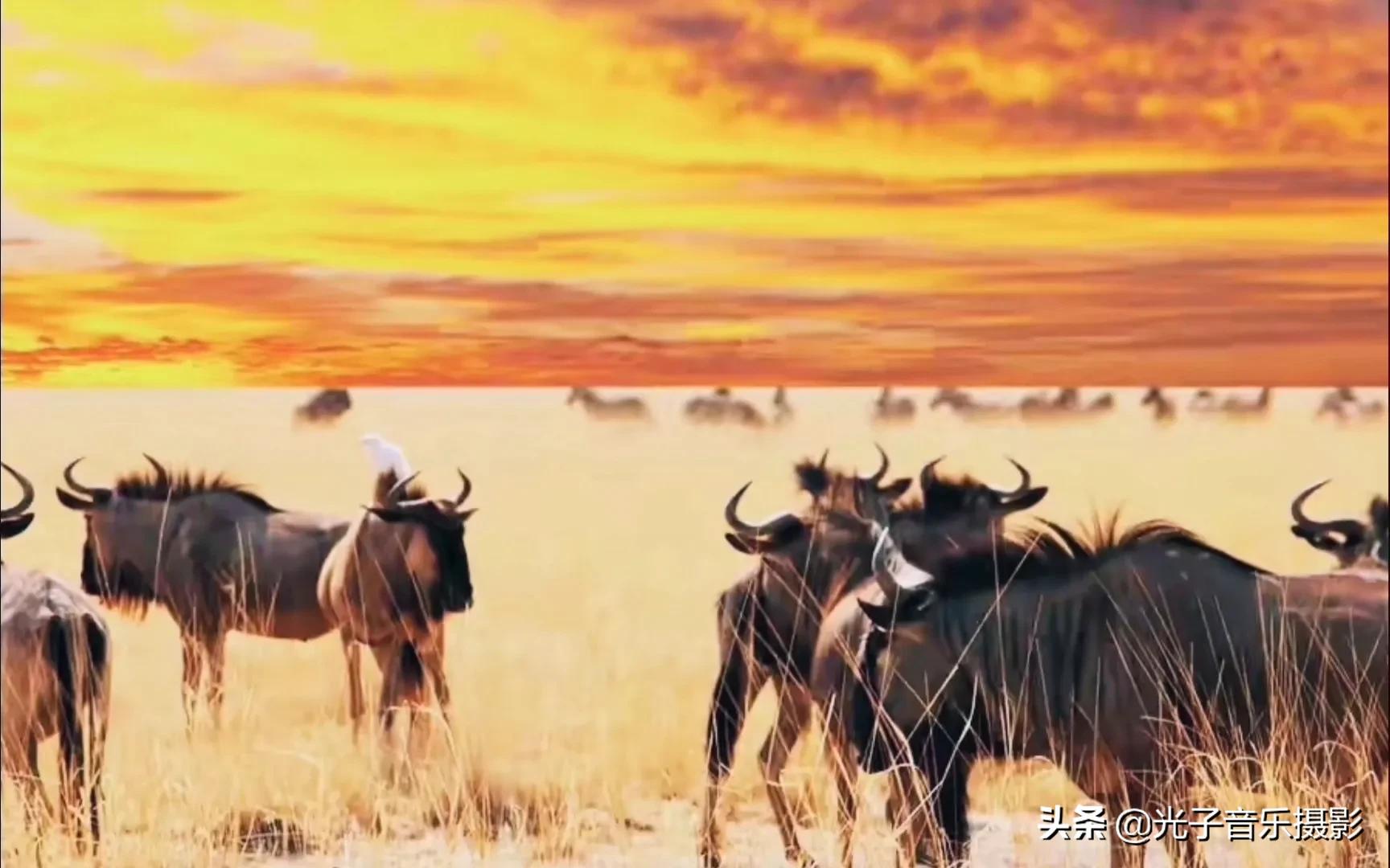 Wild Africa, golden beauty, how wild animals live in paradise - iNEWS