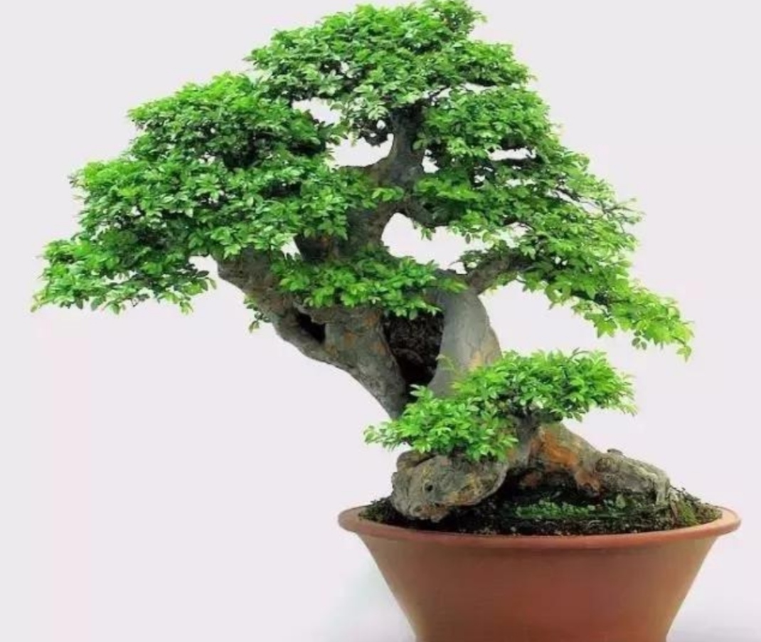 Two kinds of "pimple trees" in the wild, vigorous and simple, with ...