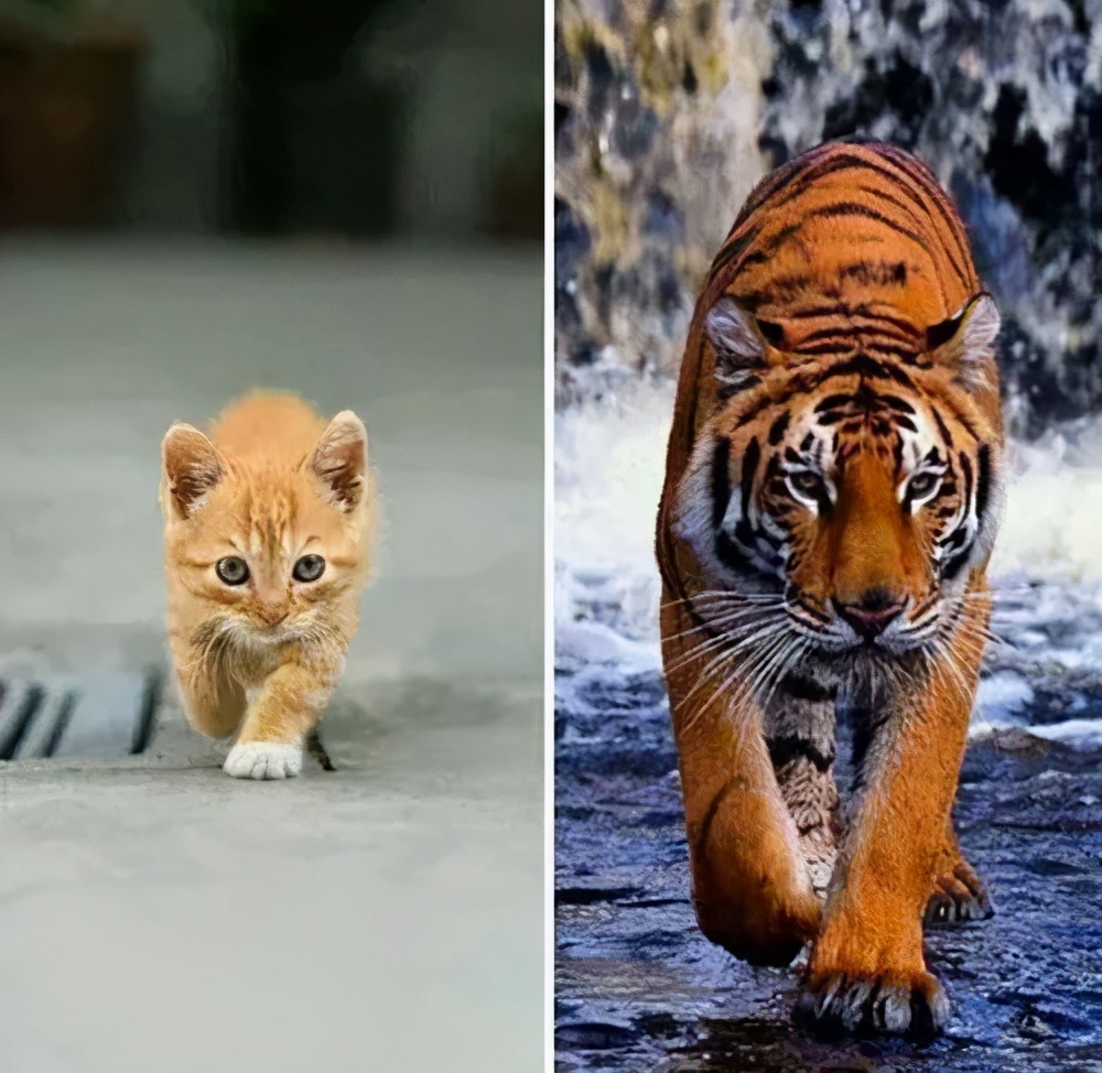 Why do male cats grow barbs and scratch their females when they ...