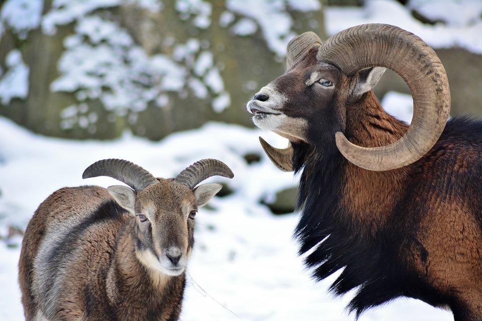 Due to the evolution of food, the argali was pricked in the head by its ...