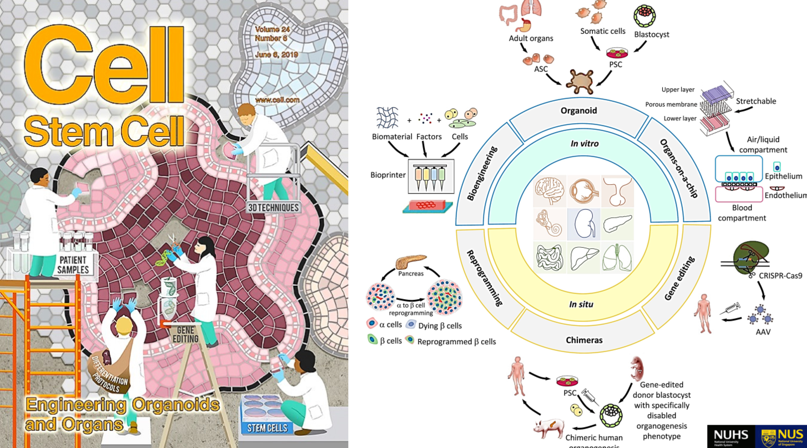 Issue 1010: From Cell Therapy to "Post Cell Therapy Era" - iNEWS