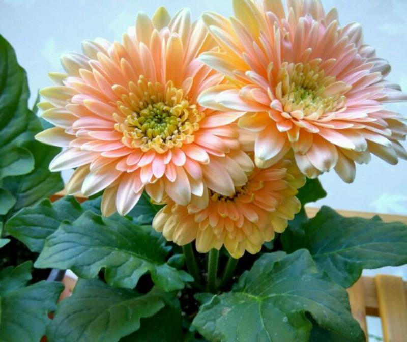 Reasons and precautions for the rotten roots of gerbera potted plants ...