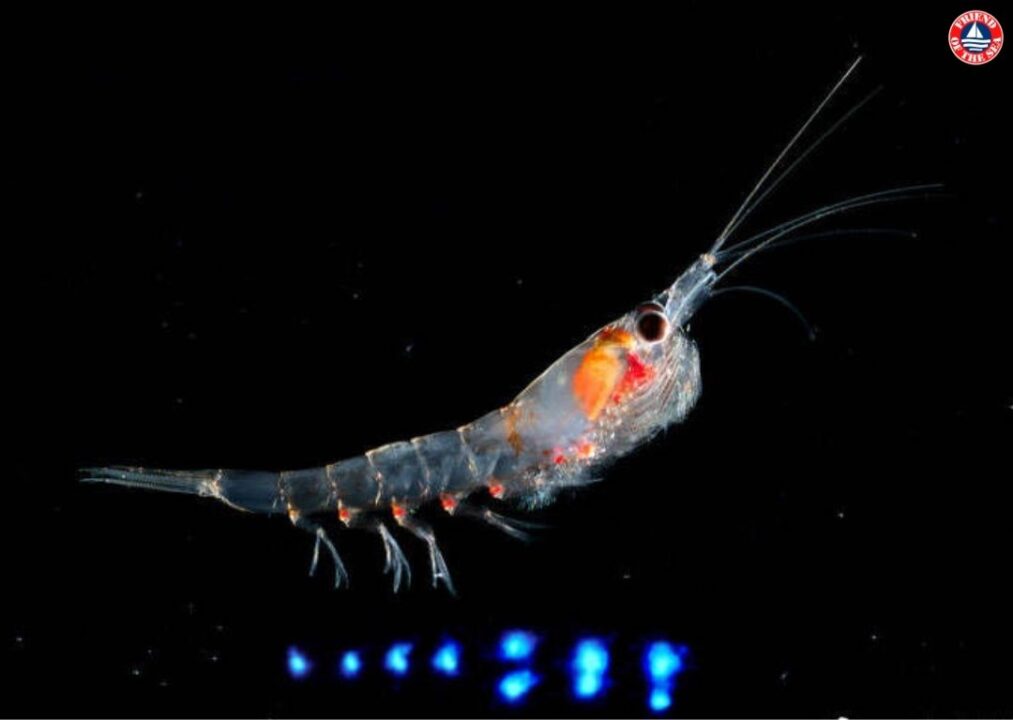 A blue whale eats 8 tons of krill a day. Why is the krill not extinct ...