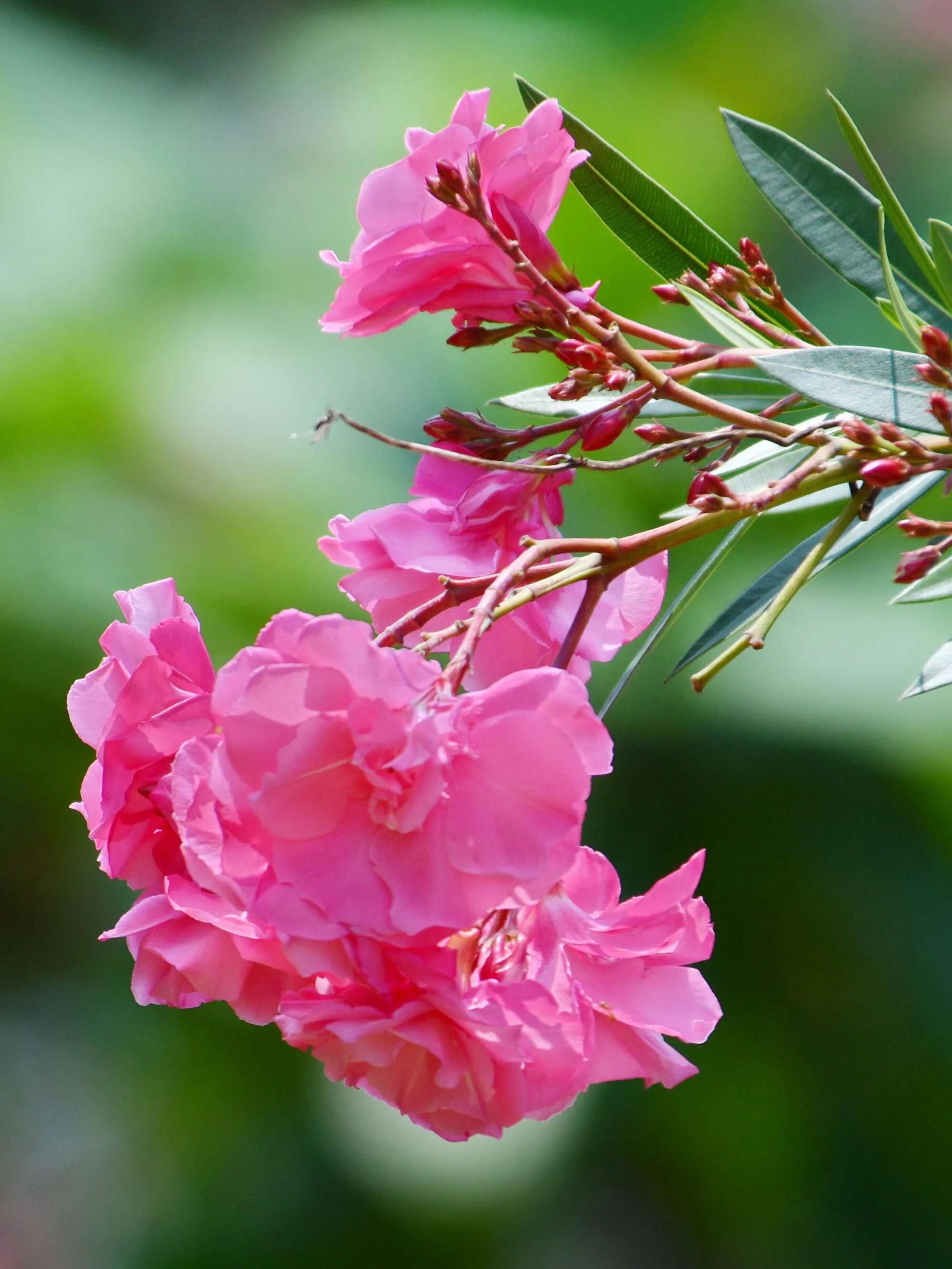 Beautiful oleander, with large, gorgeous and long flowering period, it ...