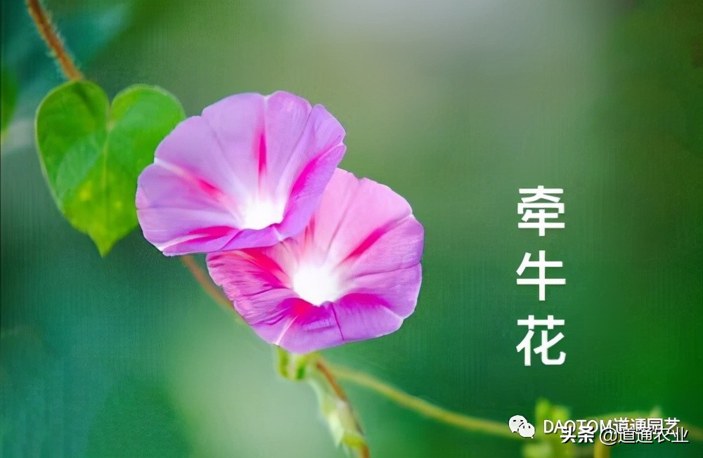 The appearance is exactly like a five-pointed star, easy to raise and ...