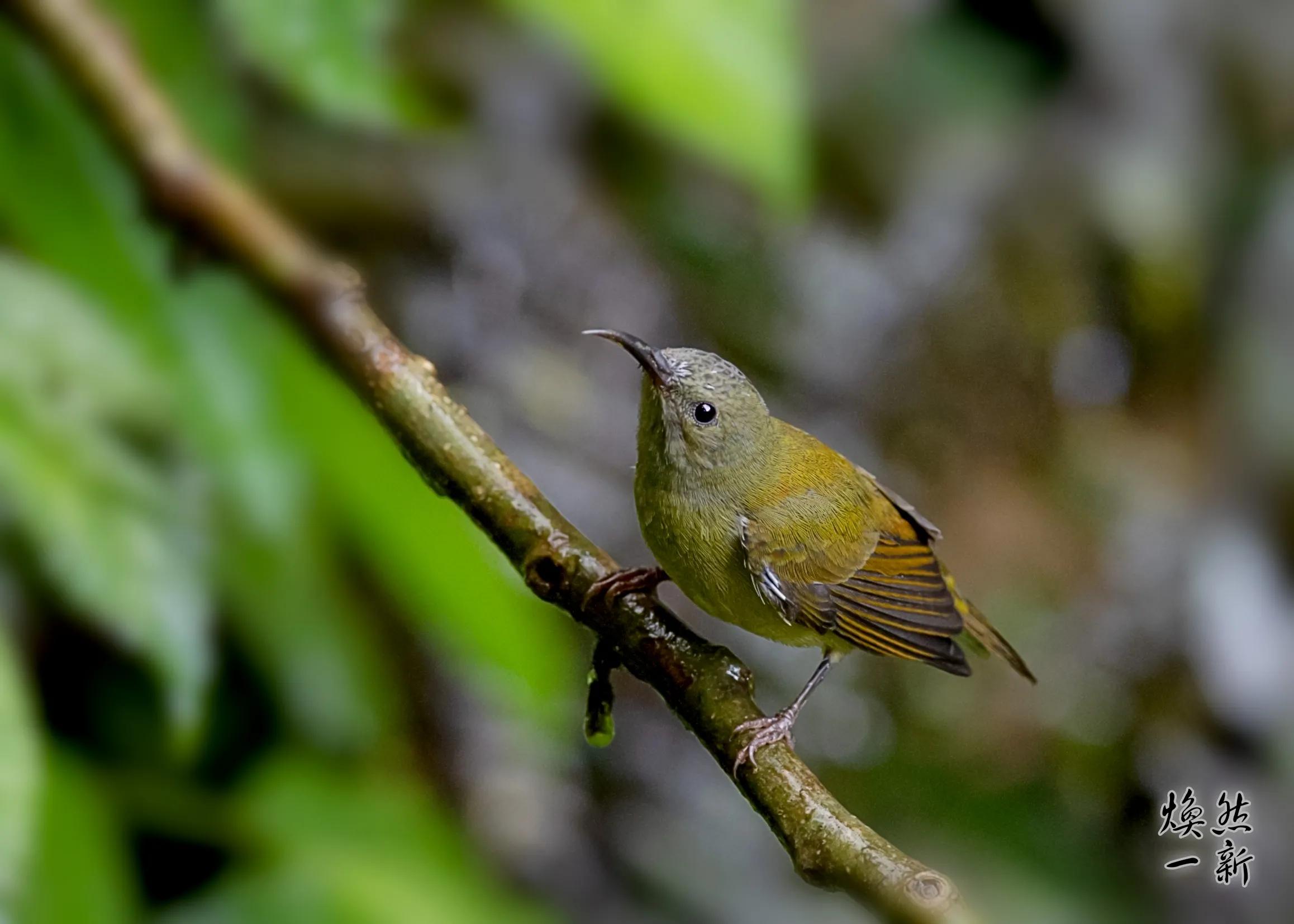 Blue-throated sunbird - iNEWS