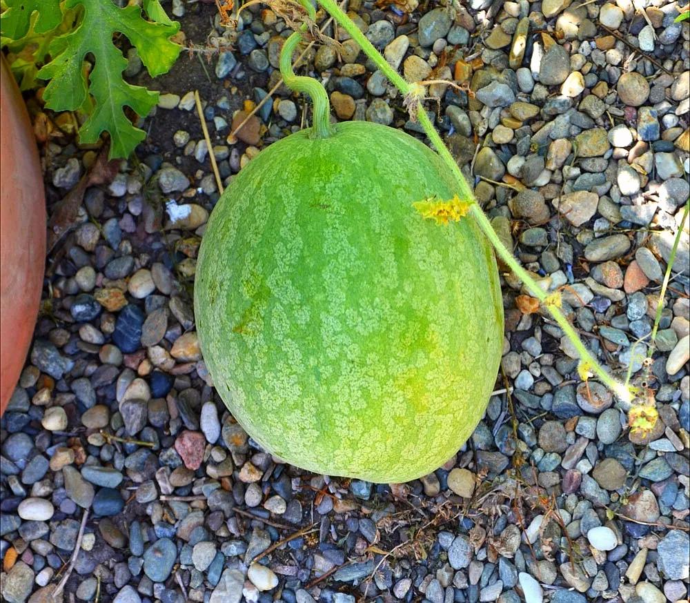 Biological Album: Who are qualified to eat melons, what are the 7 wild ...