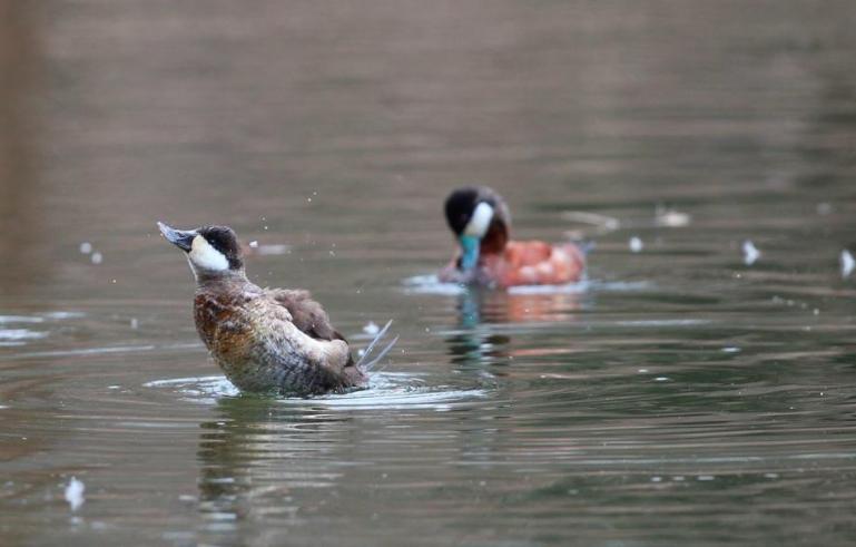 In the face of breeding competition, the duck can change its size, even ...