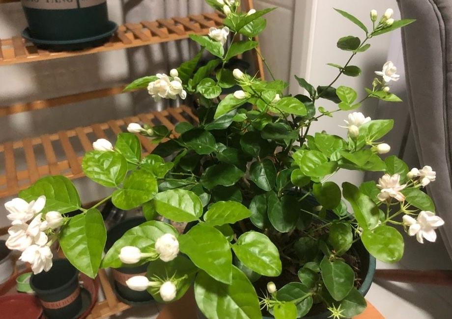 Experience sharing: How to grow potted jasmine? - iNEWS