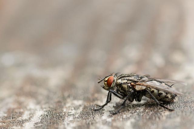 Playing and rubbing his head off, the strange behavior of the fly is ...