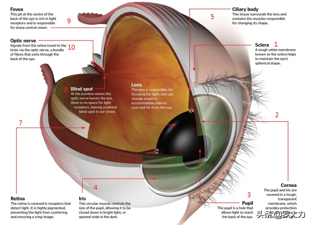 How do human eyes see things? - iNEWS