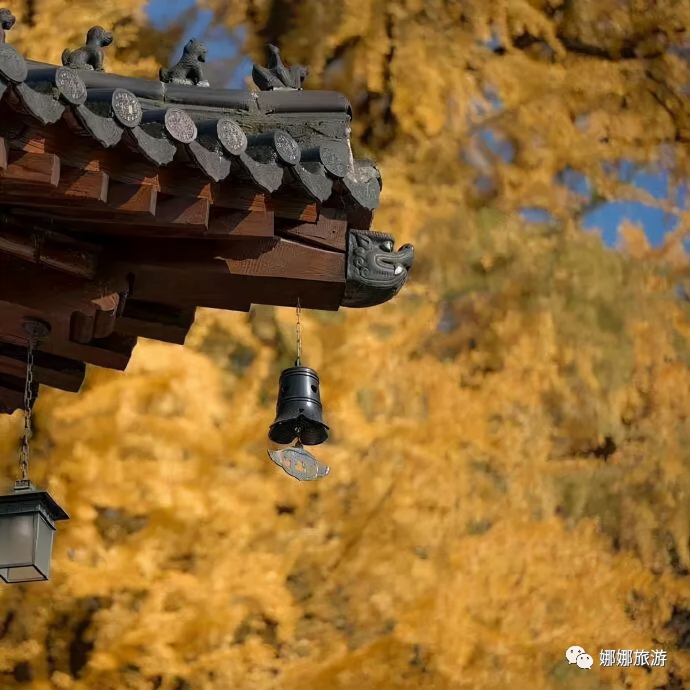 A ginkgo tree in Xi'an, beautiful for 1400 years - iNEWS