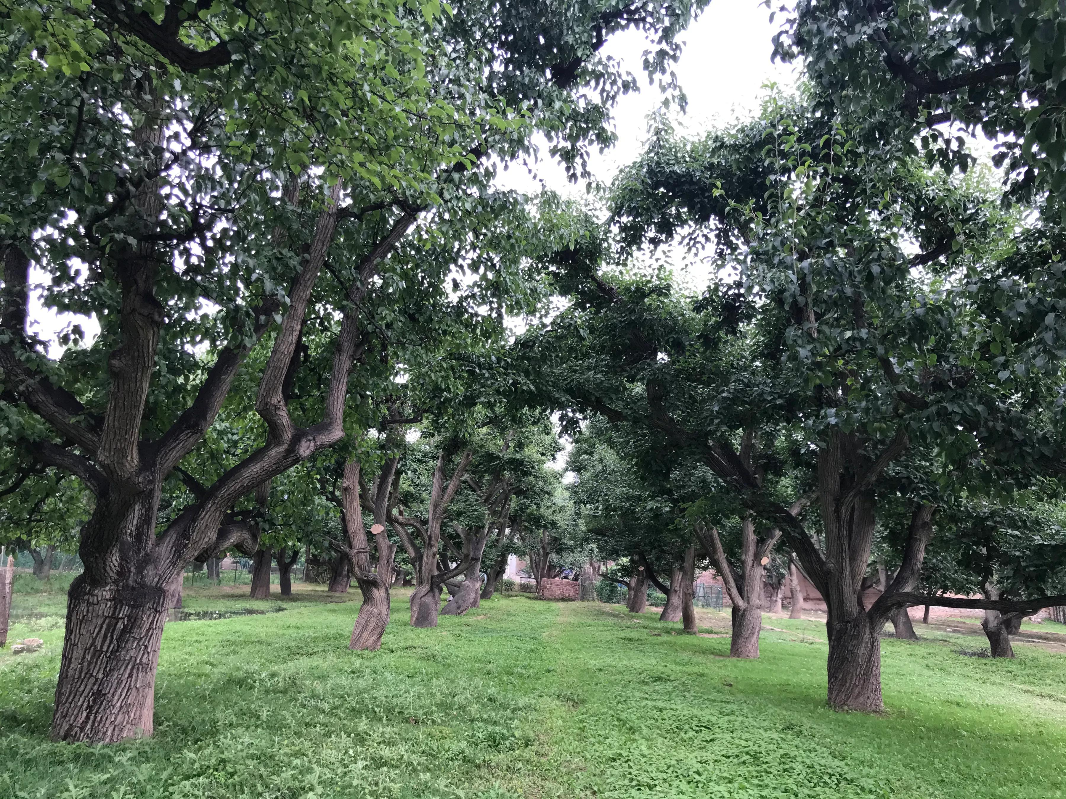 China's first ancient pear garden in Shichuan, Lanzhou - iNEWS