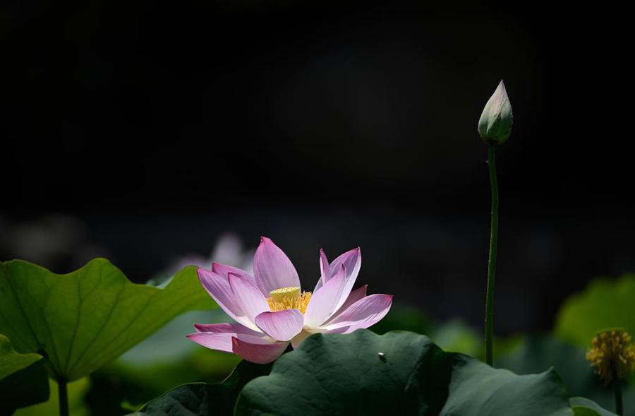 Lotus Fragrance in Wetland Park - iMedia
