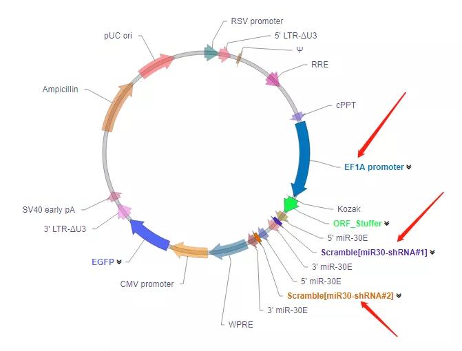 Teach you how to design mammalian shRNA interference vectors - iNEWS