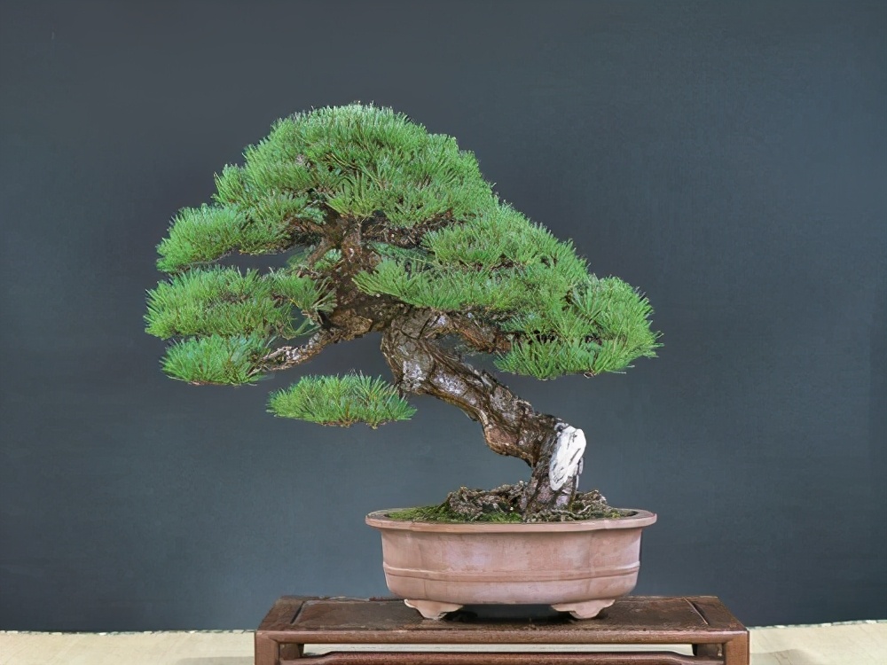 Supai bonsai is very famous, these 6 kinds of bonsai are exquisite ...
