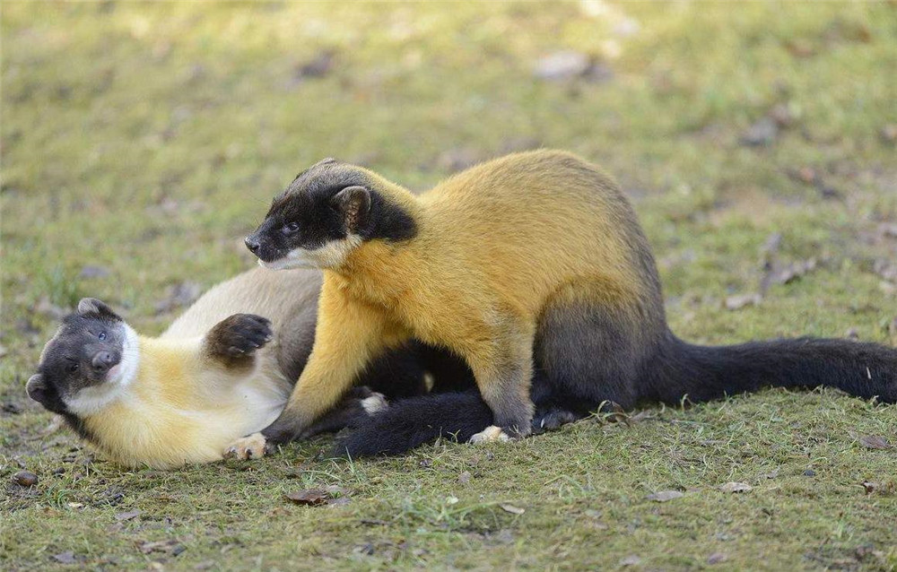 A yellow-throated mink appeared in Changbai Mountain, besieging a roe ...