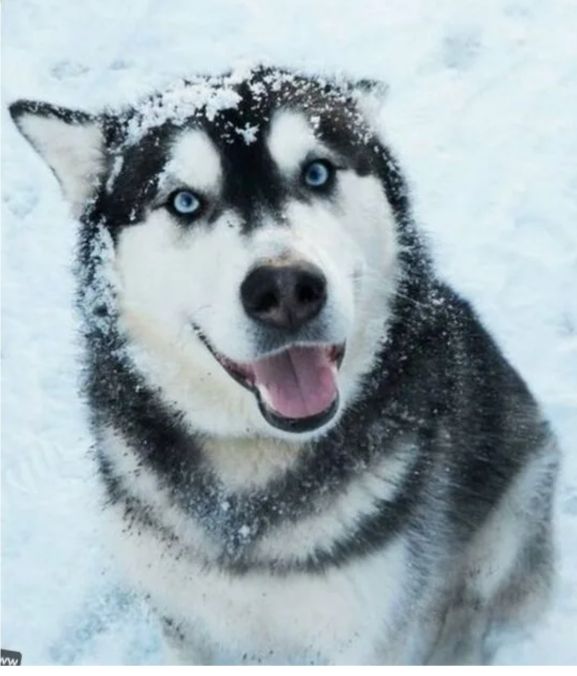 Russian famous dog Siberian Husky, various interesting facts about Erha ...