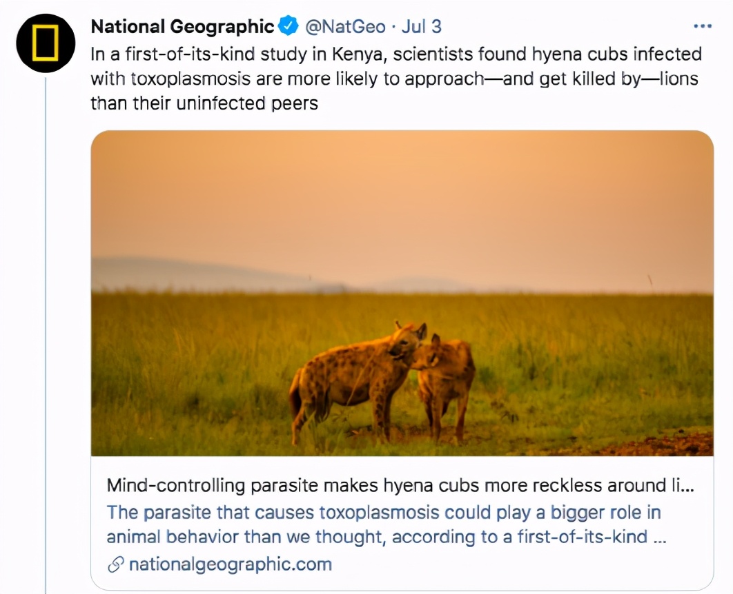 Musk hints: brain parasites drive humans to create superhuman AI - iNEWS