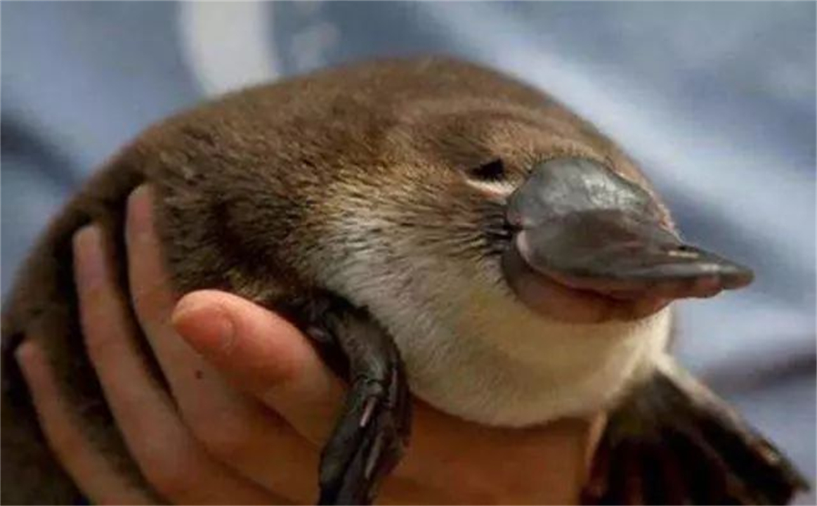 With 10 chromosomes and theoretically 25 genders, why is the platypus ...