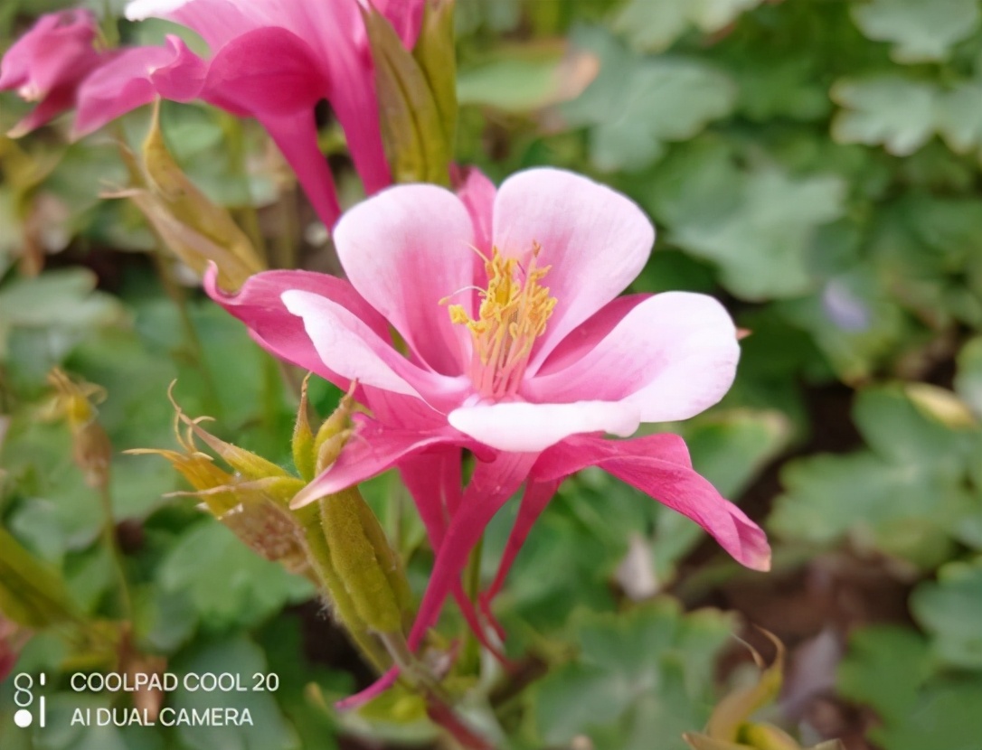 最強供應商！虹軟有3DToF技術了，網友：有望助力國產趕超iPhone - 資訊咖