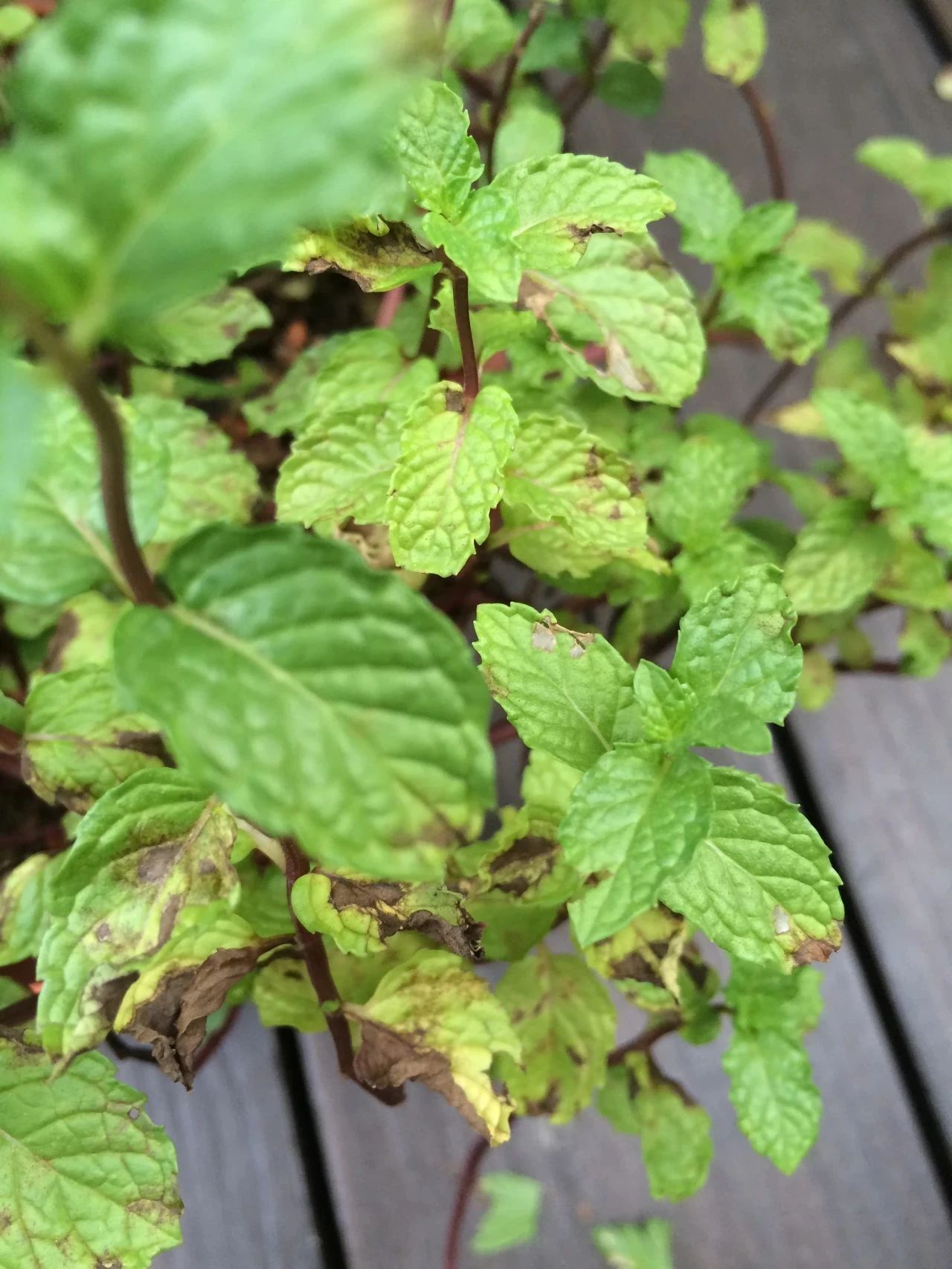 The potted mint leaves rot away inexplicably, the stems are black, and ...