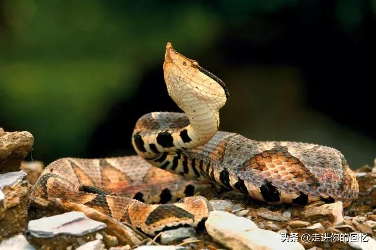 How poisonous is the five-step snake?Why is the five-pace snake called ...