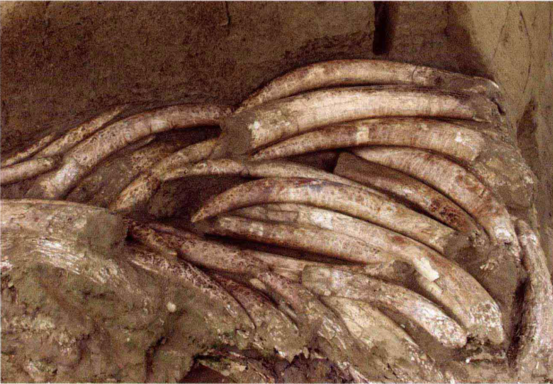 Where did the ivory in Sanxingdui come from?Pollen may tell us the ...