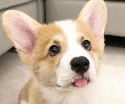How much is the Kuki dog? - iNEWS