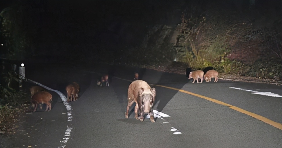 Godzilla's version of "Wild Boar"?The remnants of Japan's nuclear ...
