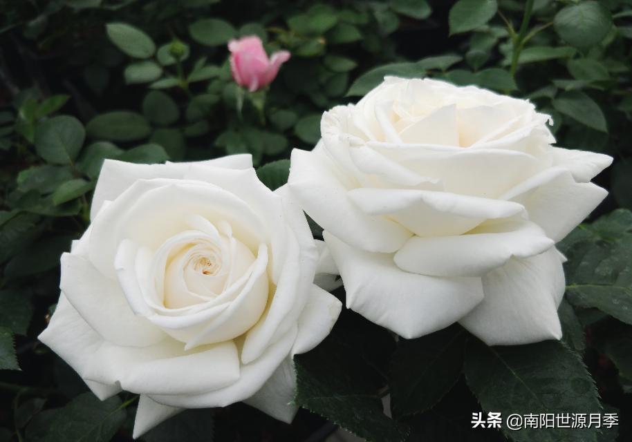 A large collection of 9 white rose varieties. Who is the top 1 in ...